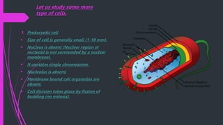 The fundamental UNIT OF CELL.pptx | Biological Sciences | Science