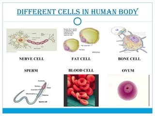 The fundamental unit of life | PPT