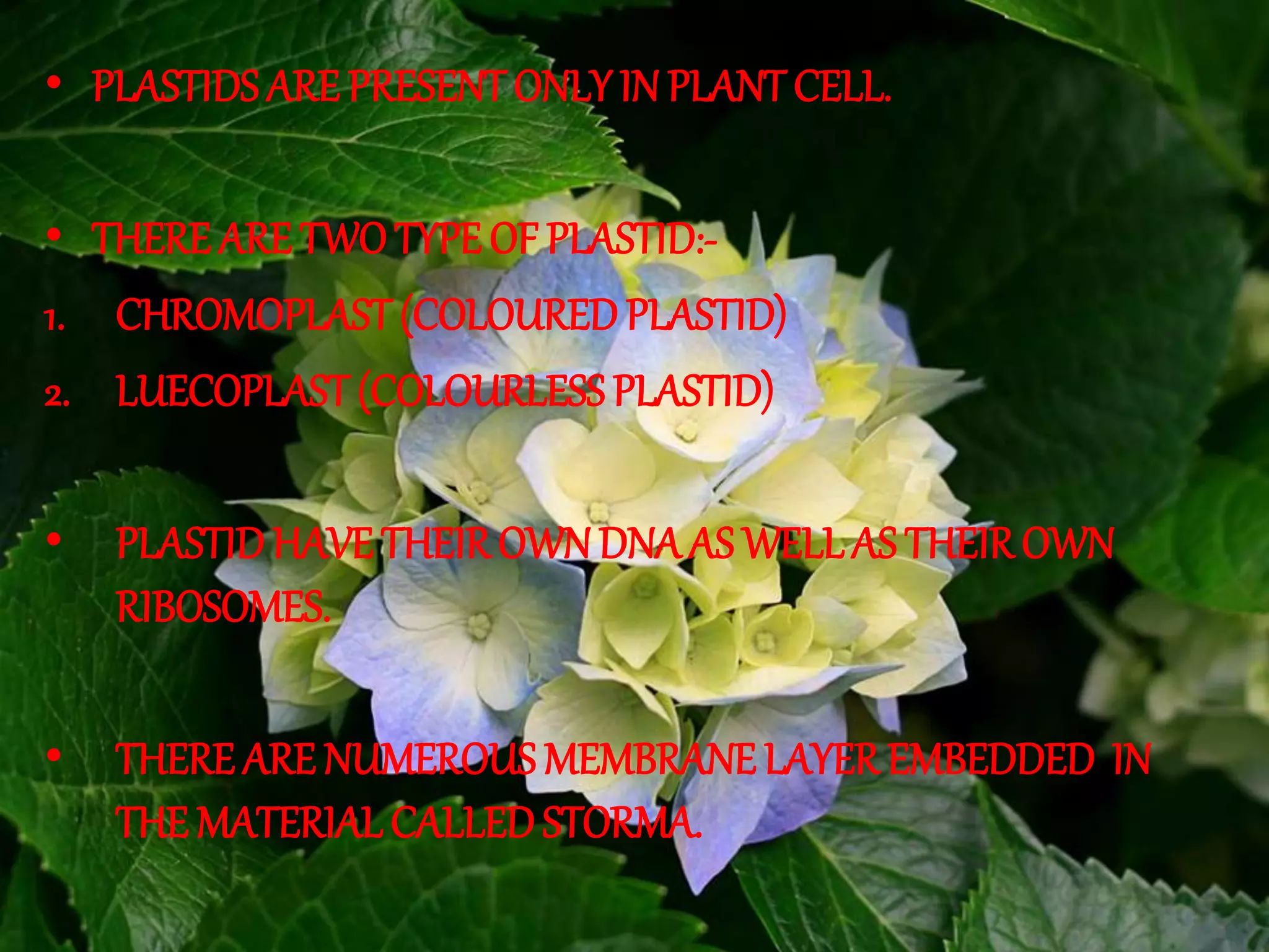 The fundamental unit of life | PPTX