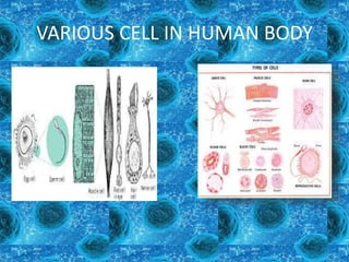 The fundamental unit of life | PPTX