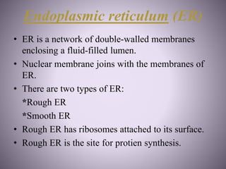 The fundamental unit of life | PPTX