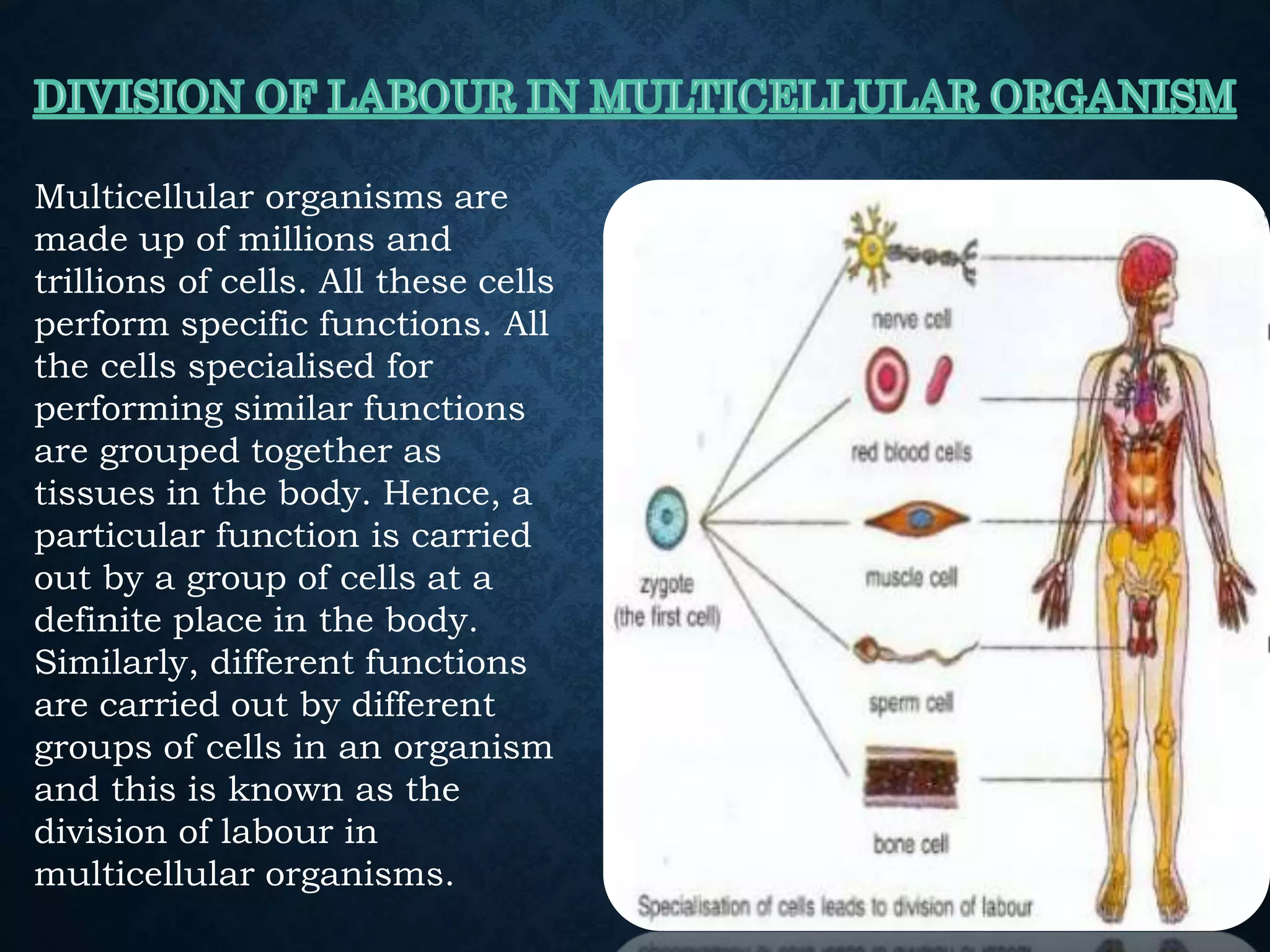 The fundamental unit of life | PPTX