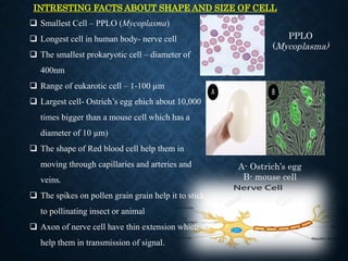 The fundamental unit of life | PPT