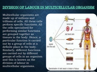 The fundamental unit of life | PPT
