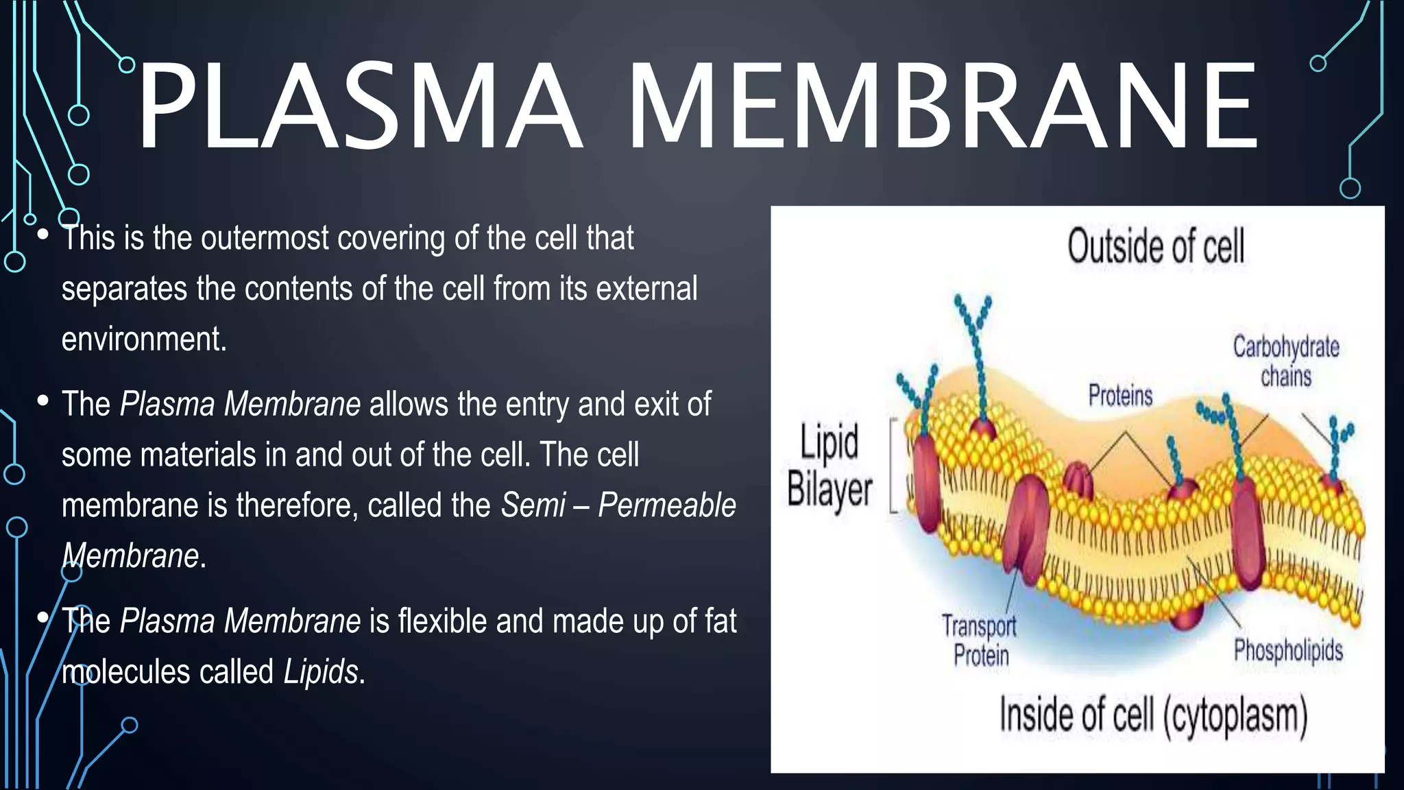 The Fundamental Unit Of Life Class - 9 | PPTX