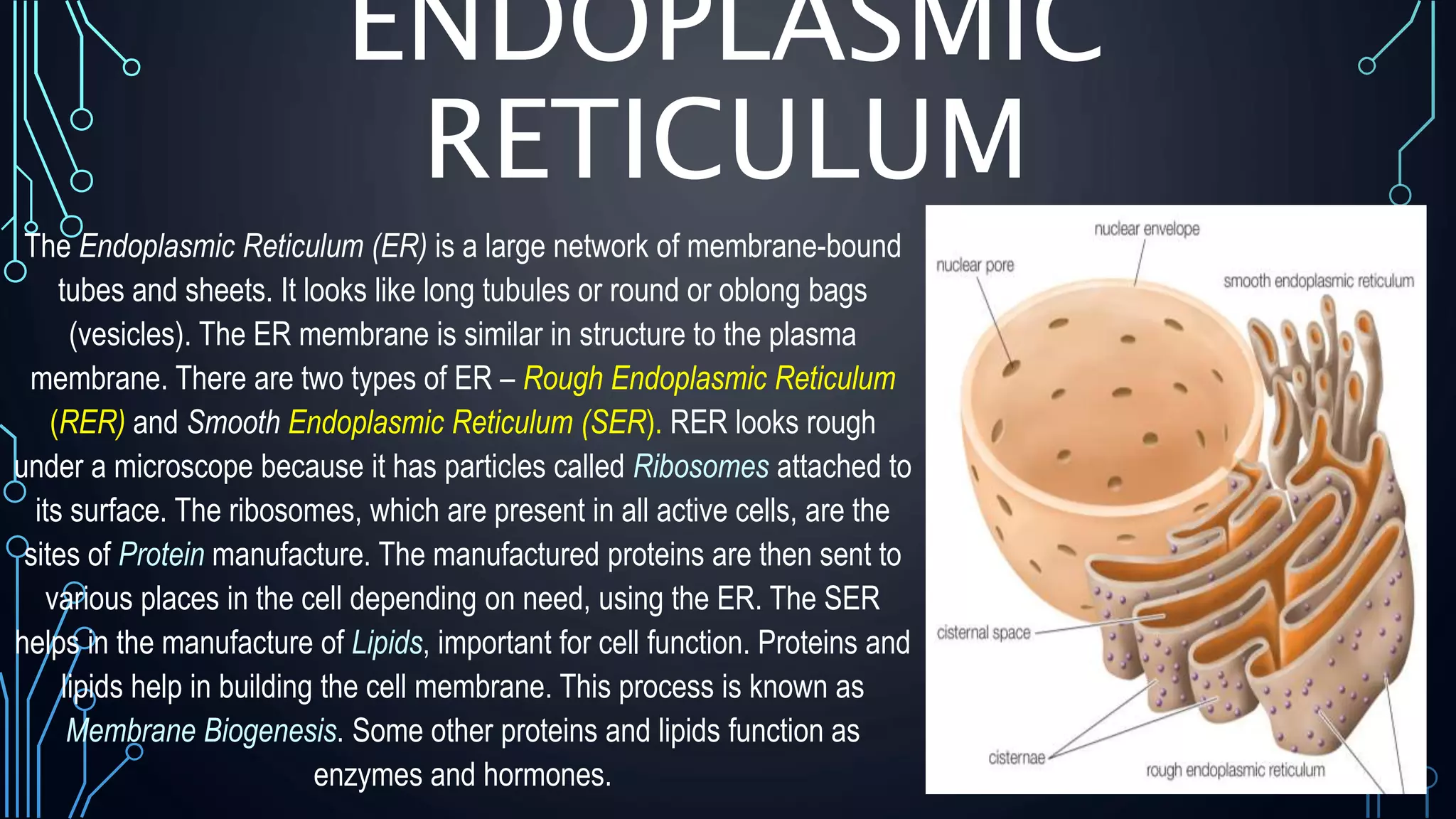The Fundamental Unit Of Life Class - 9 | PPTX