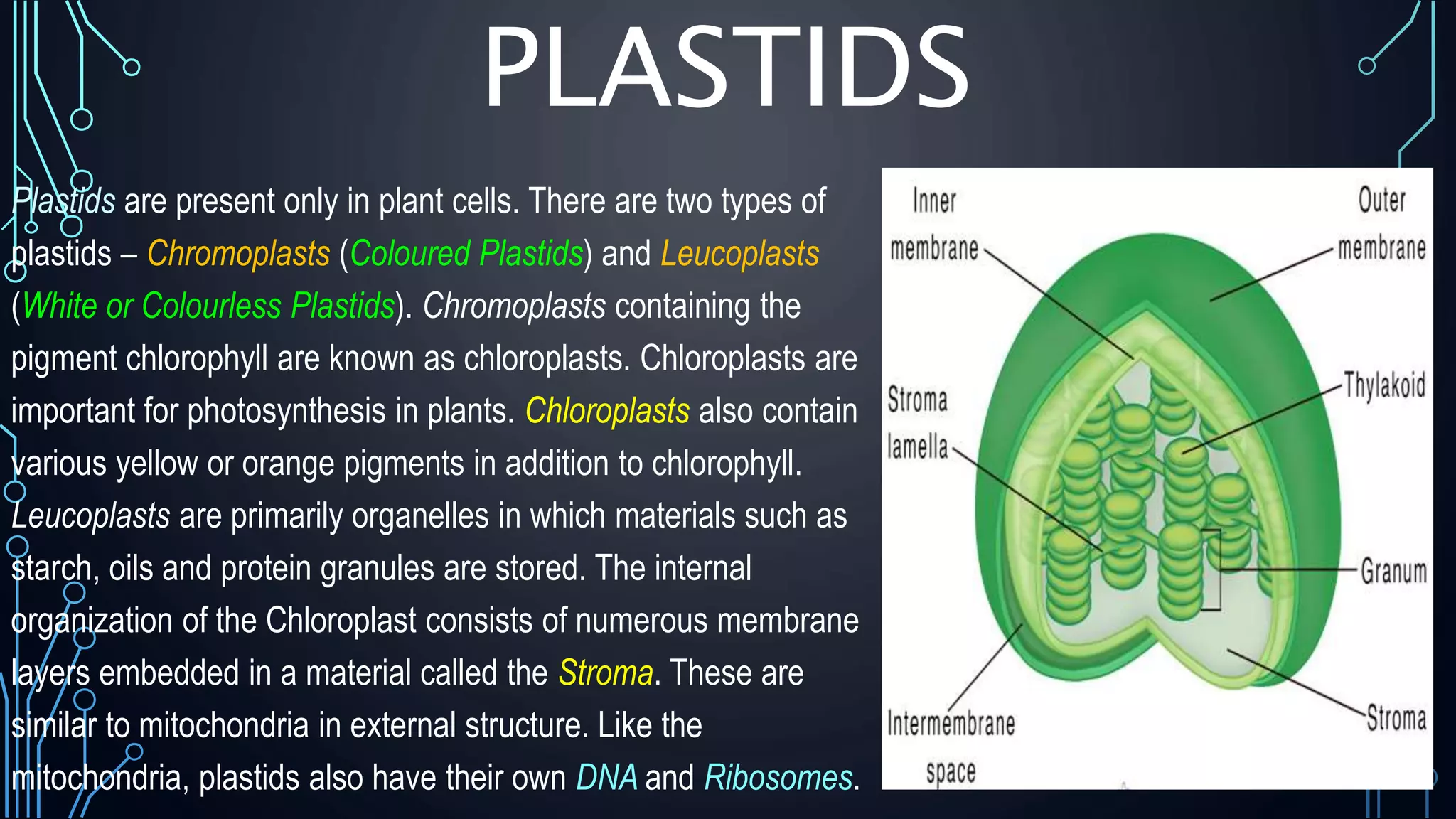 The Fundamental Unit Of Life Class - 9 | PPTX