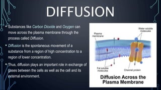 The Fundamental Unit Of Life Class - 9 | PPTX