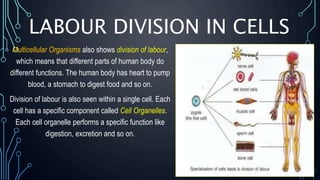 The Fundamental Unit Of Life Class - 9 | PPTX