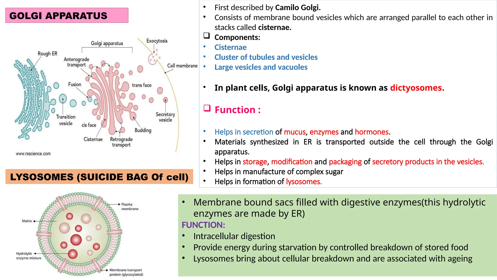 The fundamental unit of life_8147414_2025_08_27_21_37.pptx