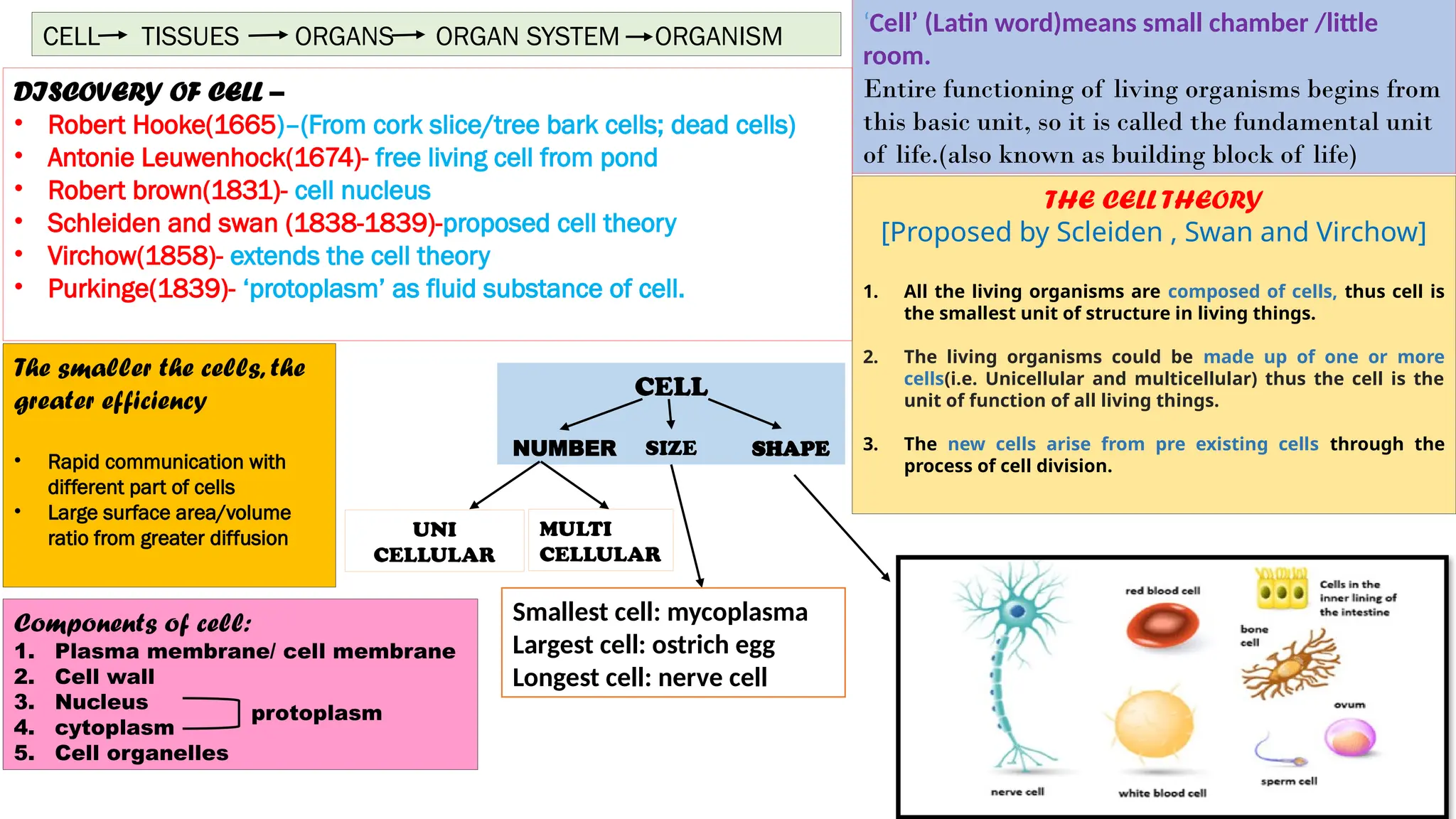 The fundamental unit of life_8147414_2025_08_27_21_37.pptx
