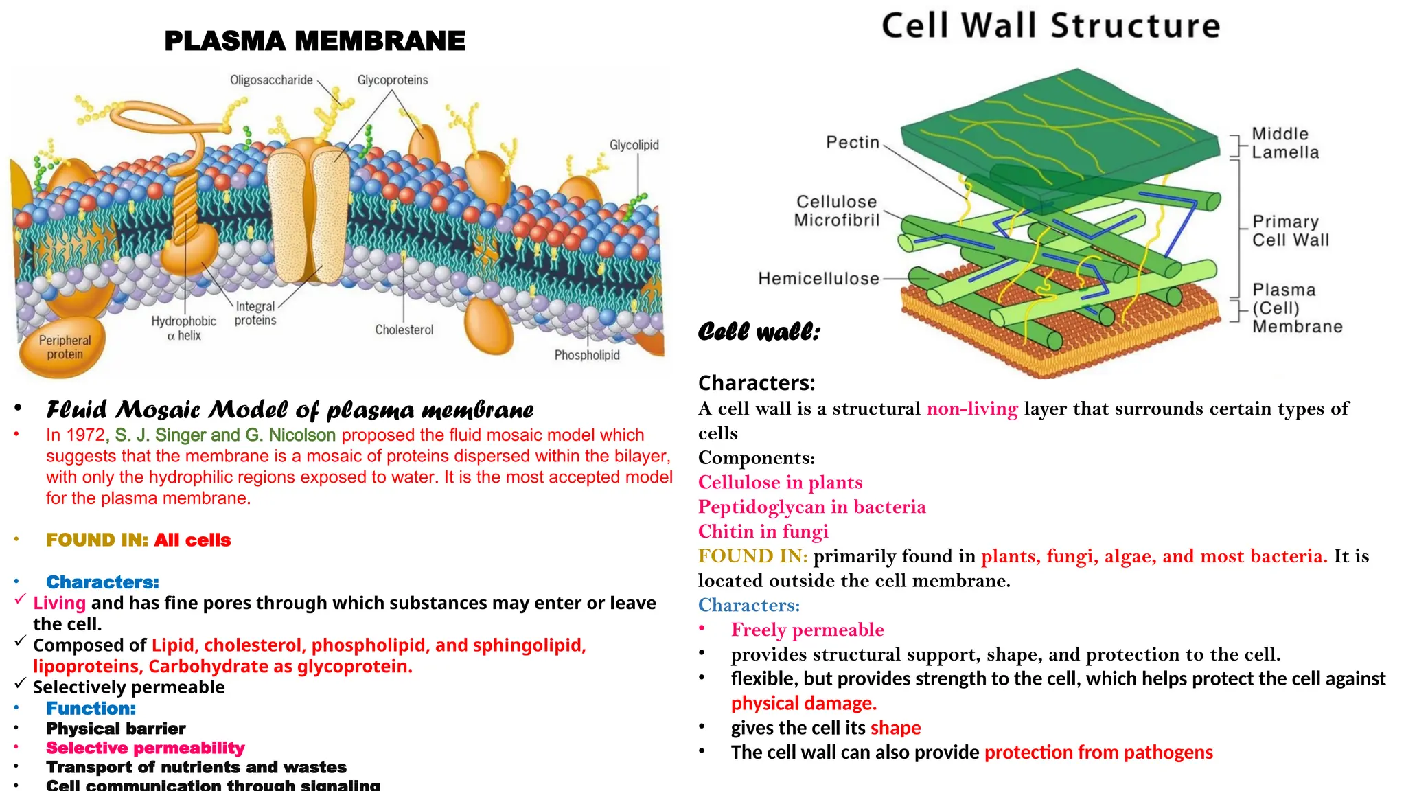The fundamental unit of life_8147414_2025_08_27_21_37.pptx