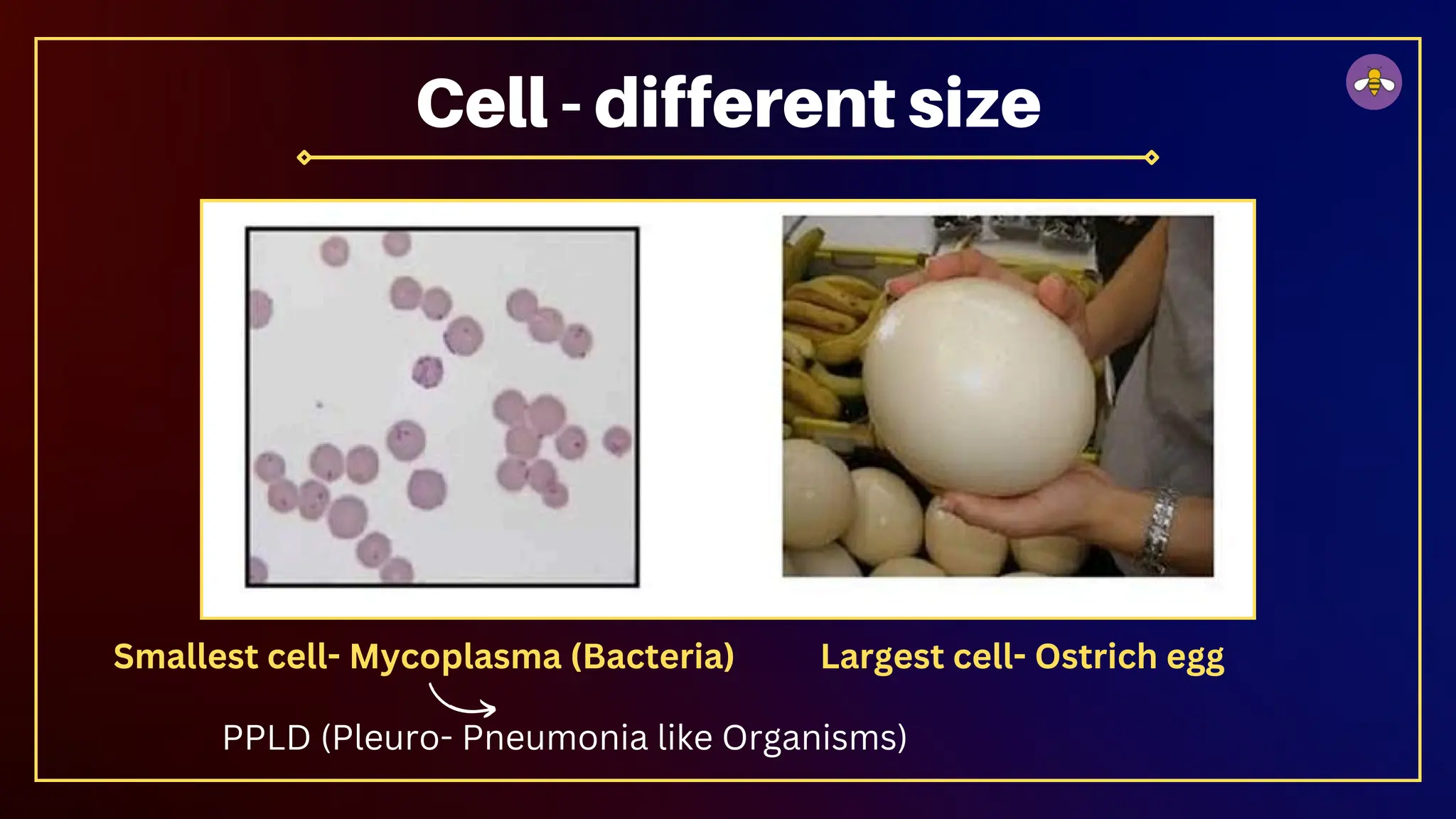 Class 9 The Fundamental Unit of Life.pdf