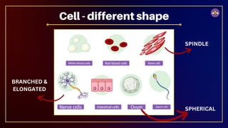Class 9 The Fundamental Unit of Life.pdf