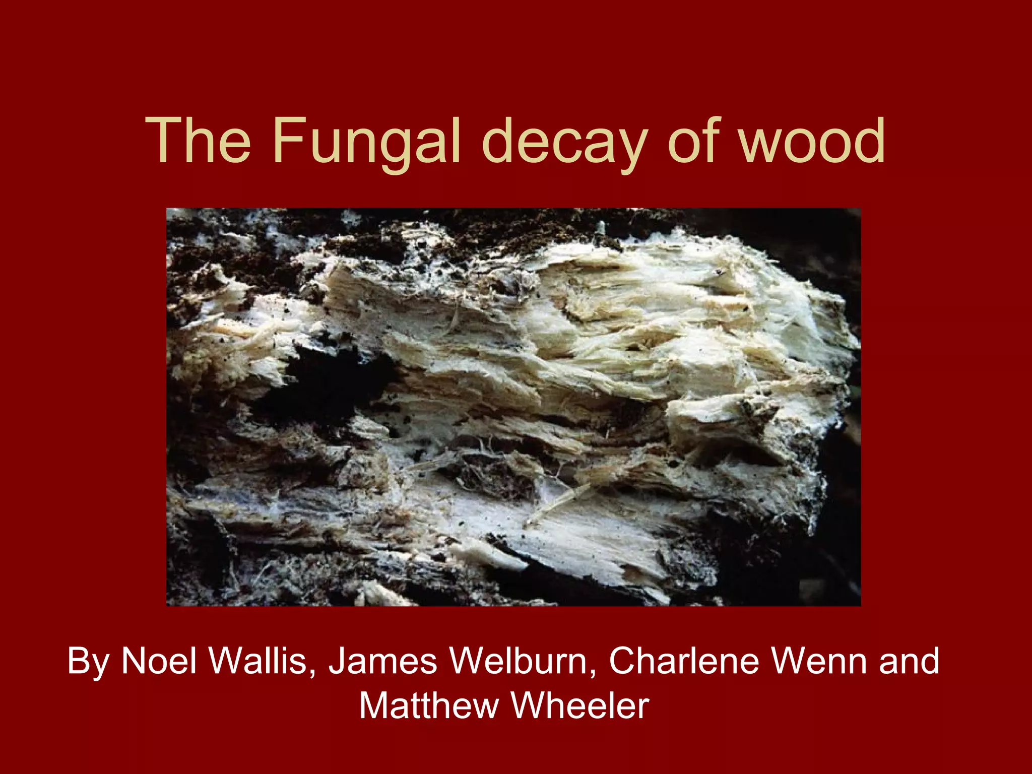 The Fungal Decay Of Wood 1 1 | PPT