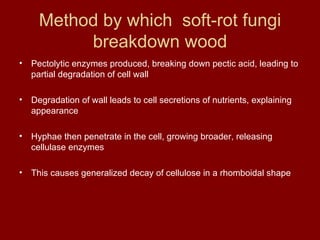 The Fungal Decay Of Wood 1 1 | PPT