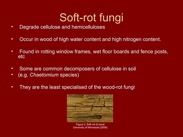 The Fungal Decay Of Wood 1 1 | PPT | Woodworking | Arts and Crafts