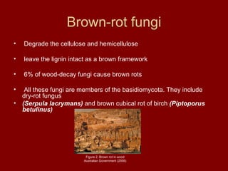The Fungal Decay Of Wood 1 1 | PPT
