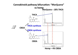 The Future of Cannabis Genetics | PDF