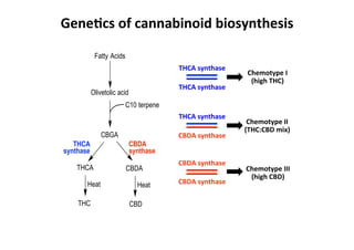 The Future of Cannabis Genetics | PDF