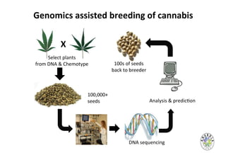 The Future of Cannabis Genetics | PDF