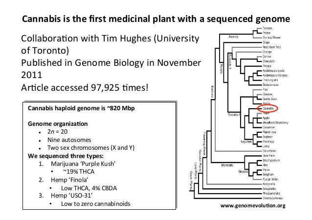 The Future of Cannabis Genetics