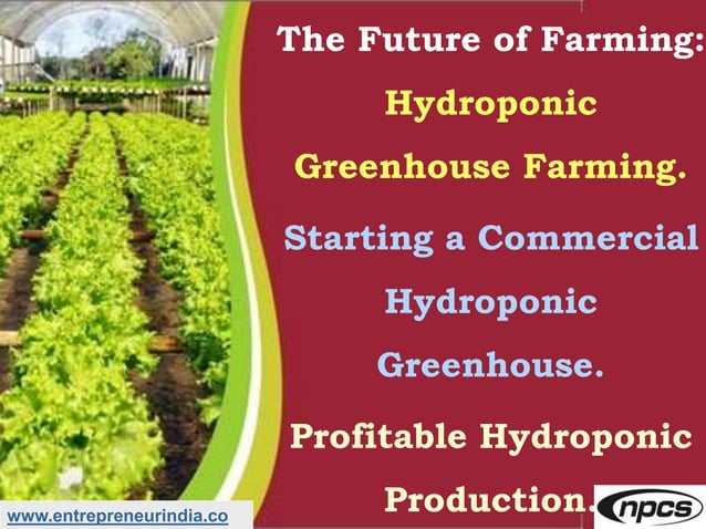 The Future of Farming: Hydroponic Greenhouse Farming. Starting a Commercial Hydroponic ...