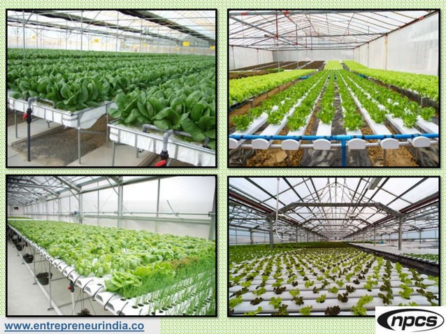 The Future of Farming: Hydroponic Greenhouse Farming. Starting a ...