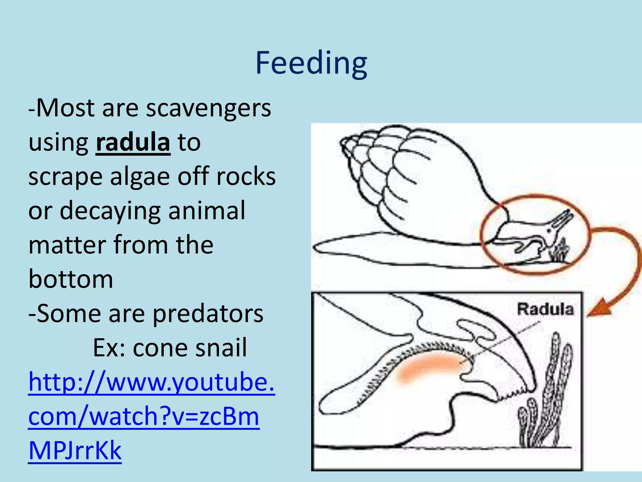 The gastropods | PPTX