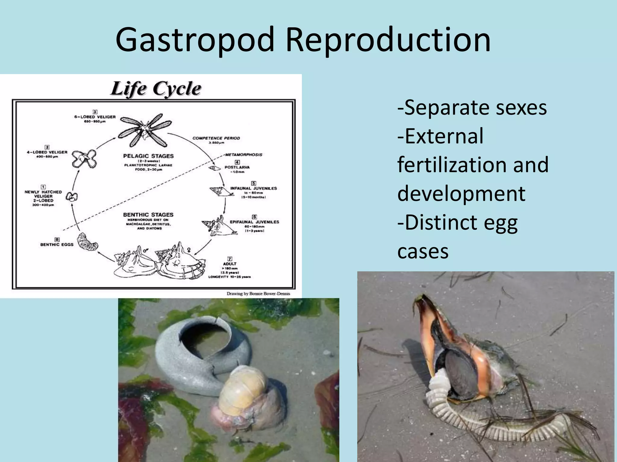 The gastropods | PPTX