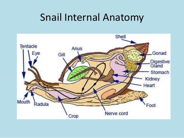 The Gastropods
