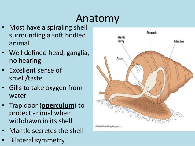 Gastropod Meaning