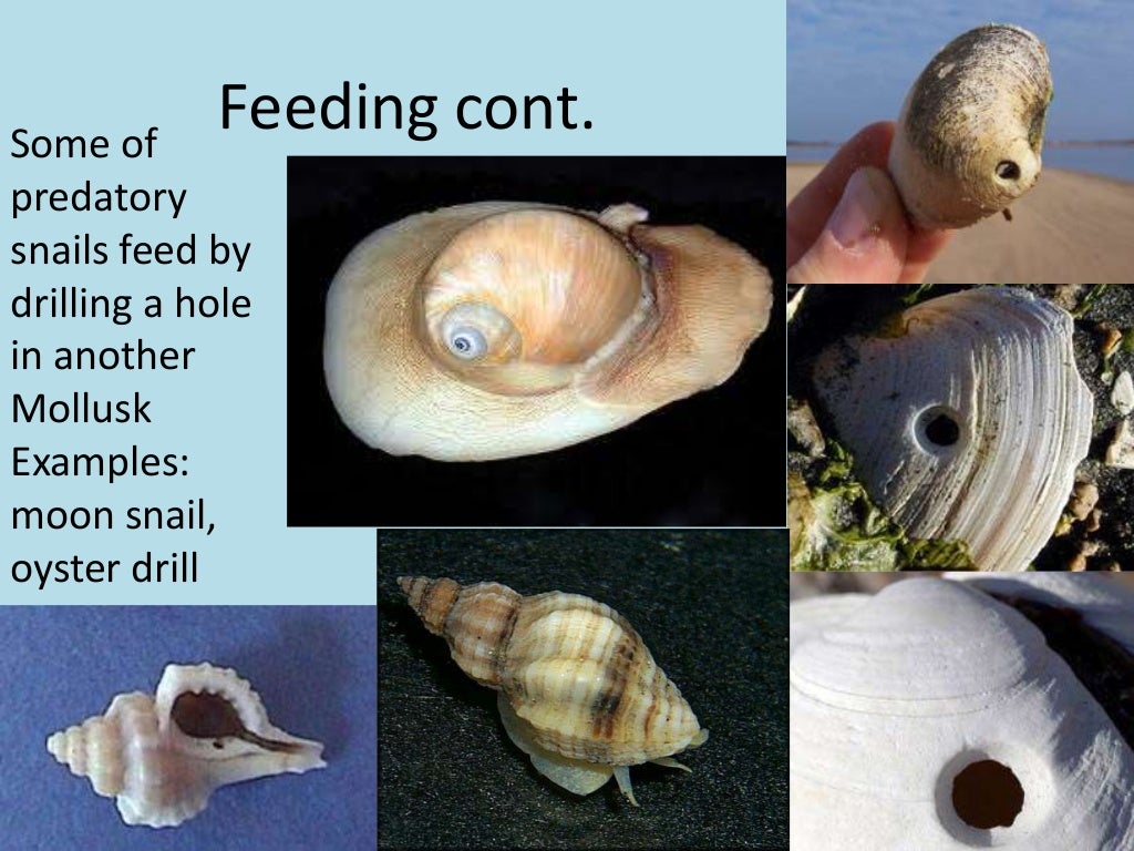 The Gastropods