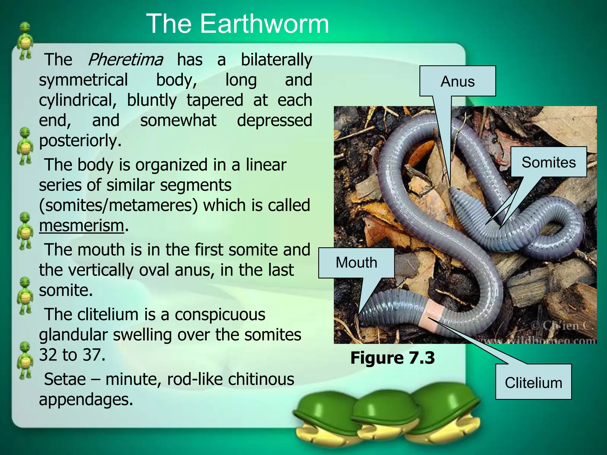 The general body plans of animals. biology | PPTX