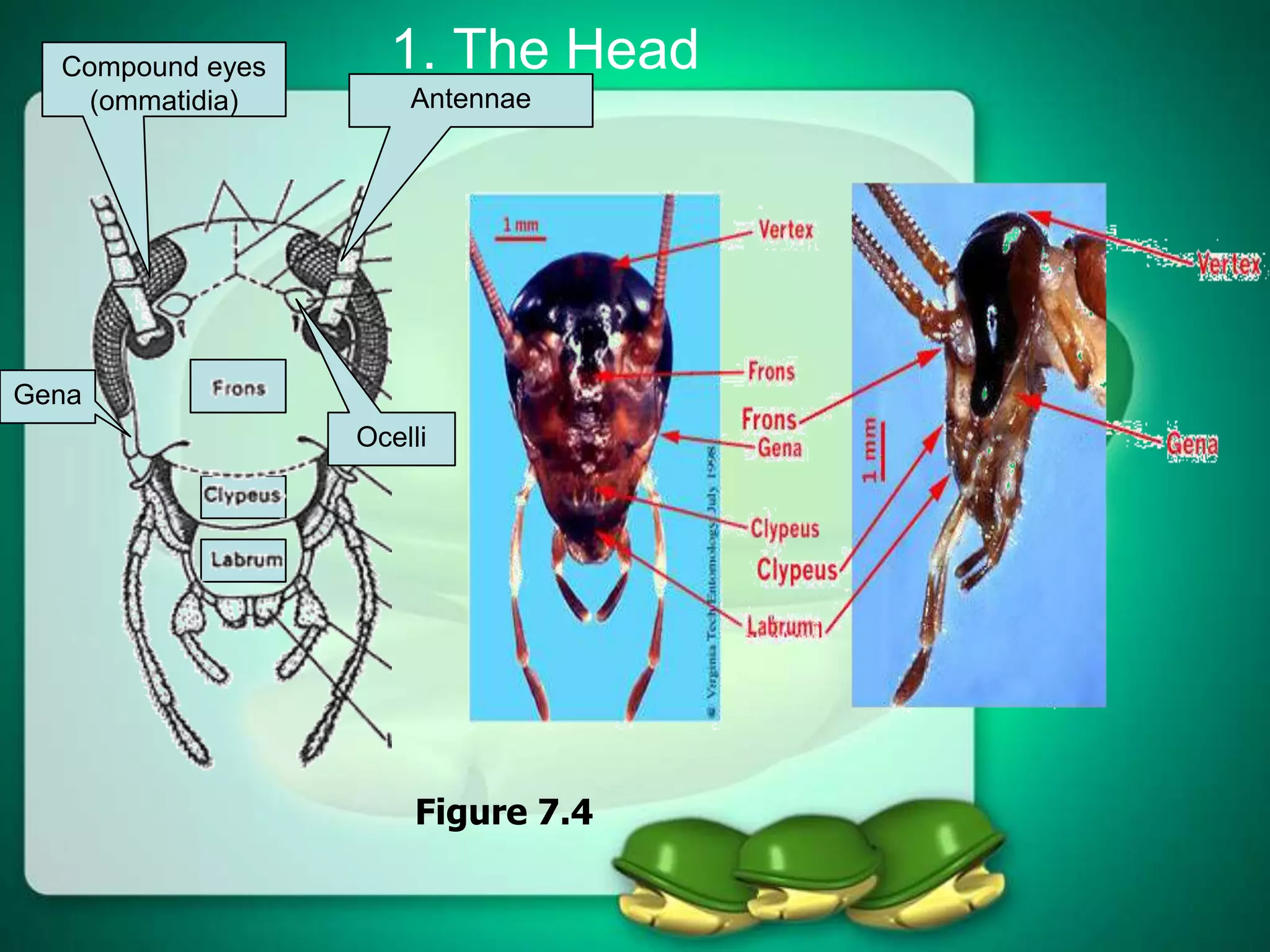 The general body plans of animals. biology | PPTX