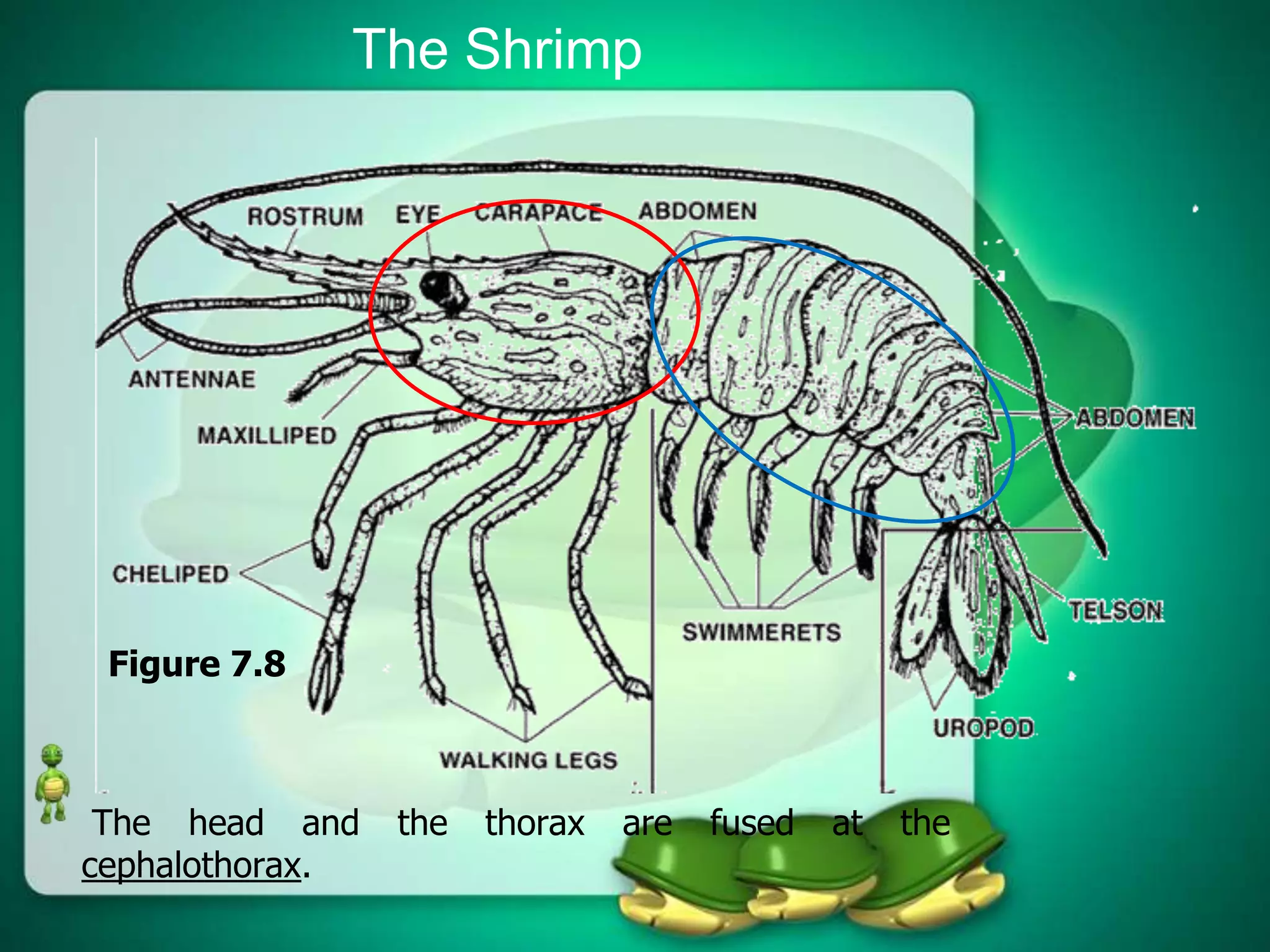 The general body plans of animals. biology | PPTX