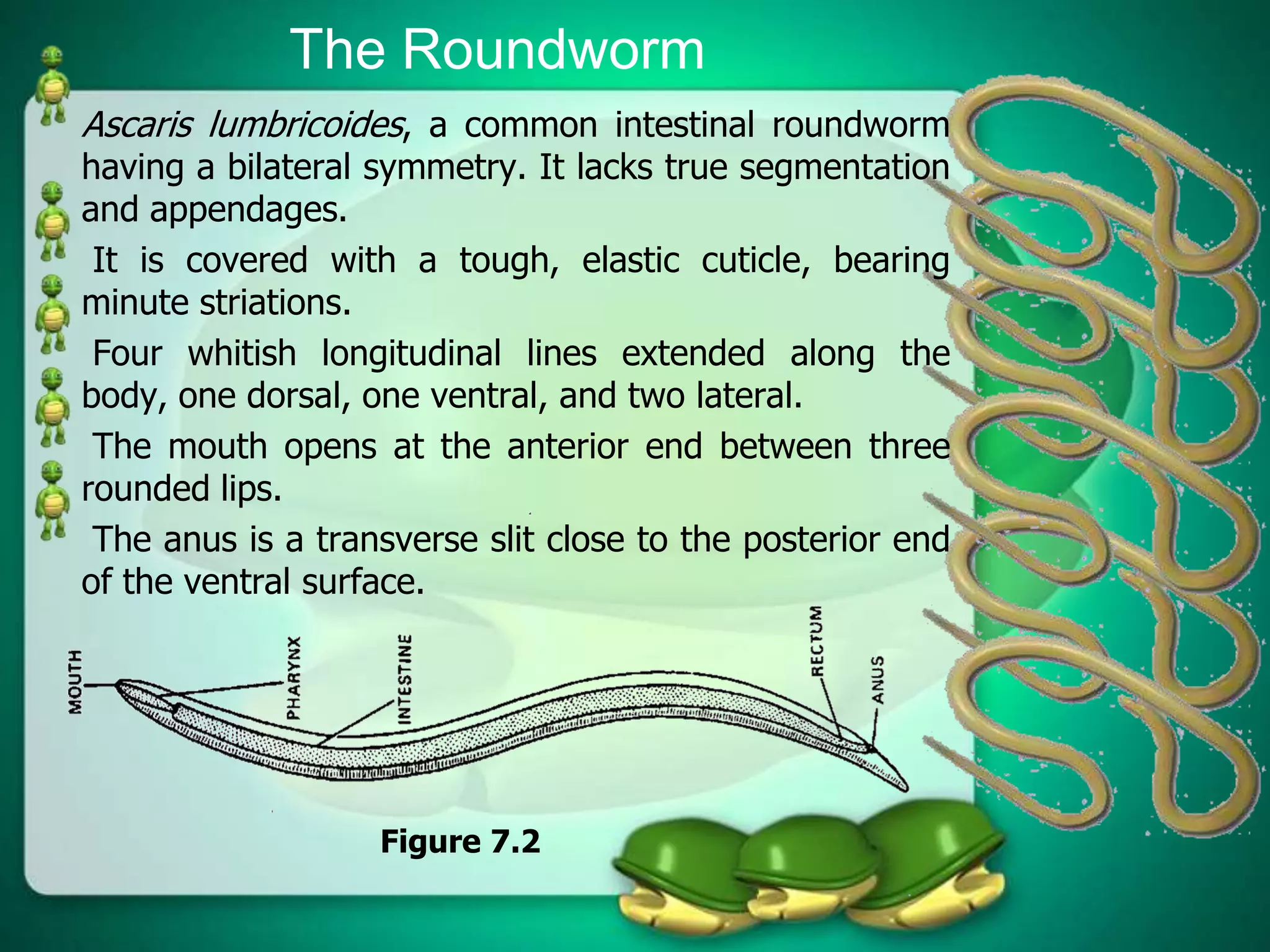 The general body plans of animals. biology | PPTX