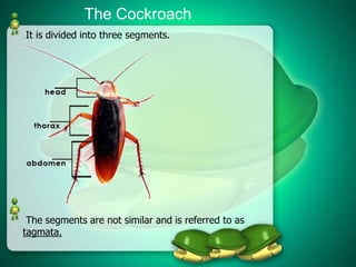 The general body plans of animals. biology | PPTX