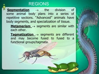 The general body plans of animals. biology | PPTX