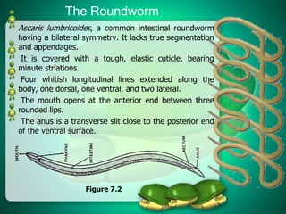The general body plans of animals. biology | PPTX