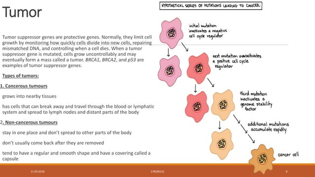 The Genetic Basis of Cancer | PPTX | Cancer | Diseases and Conditions