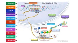 AS Biology - The genetic code | PPTX
