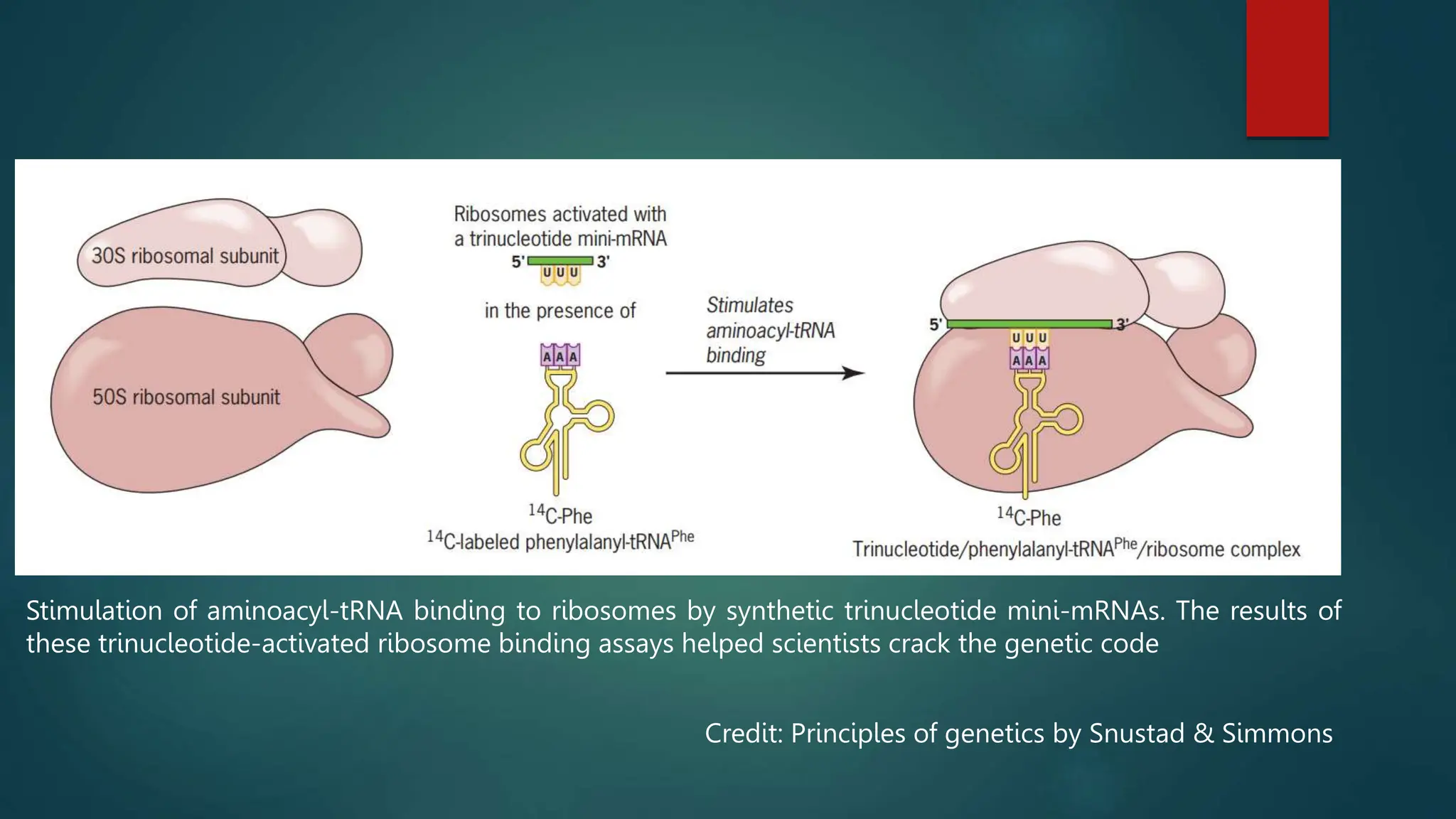 The Genetic Code Pptx Chemistry Science