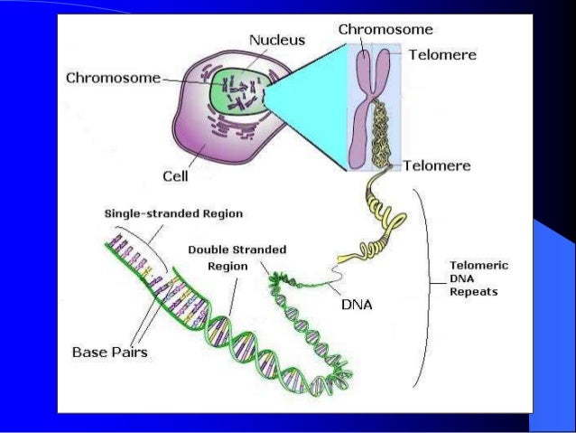 Where Is Genetic Material Located