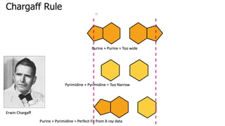 The genetic material.pptx