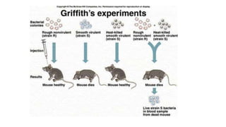 The genetic material.pptx