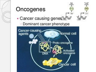 The Genetics of Cancer | PPTX