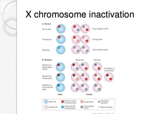X Chromosome Inactivation