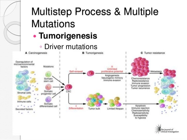 The Genetics of Cancer