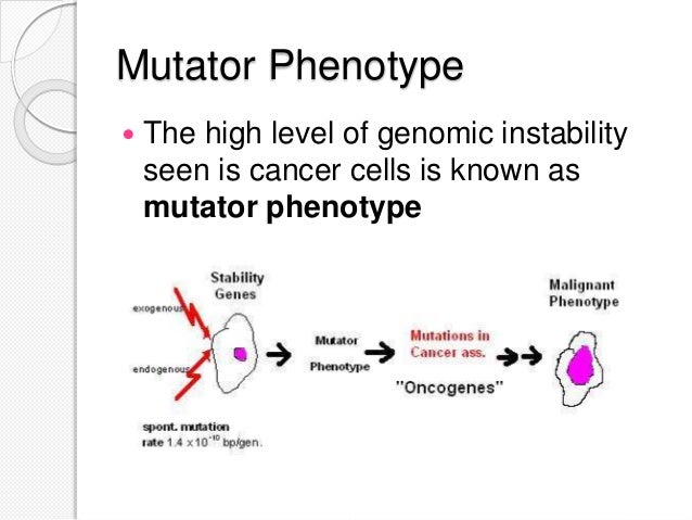 The Genetics of Cancer
